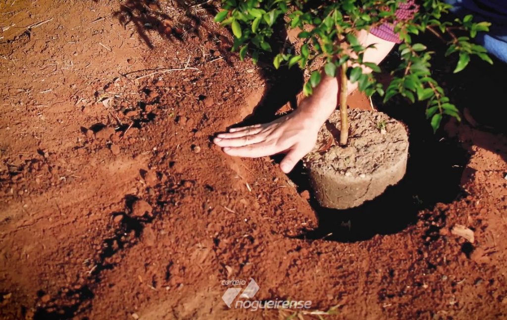 Prefeitura de Artur Nogueira plantará 365 árvores por ano - Correio ... Prefeitura de Artur Nogueira plantará 365 árvores por ano - Correio ...