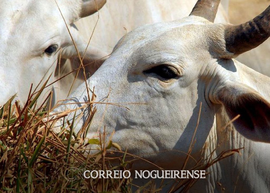 Espanha detecta um caso atípico de doença da vaca louca, diz OIE ...